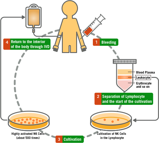 NK cell immunotherapy｜Eri Clinic Omotesando